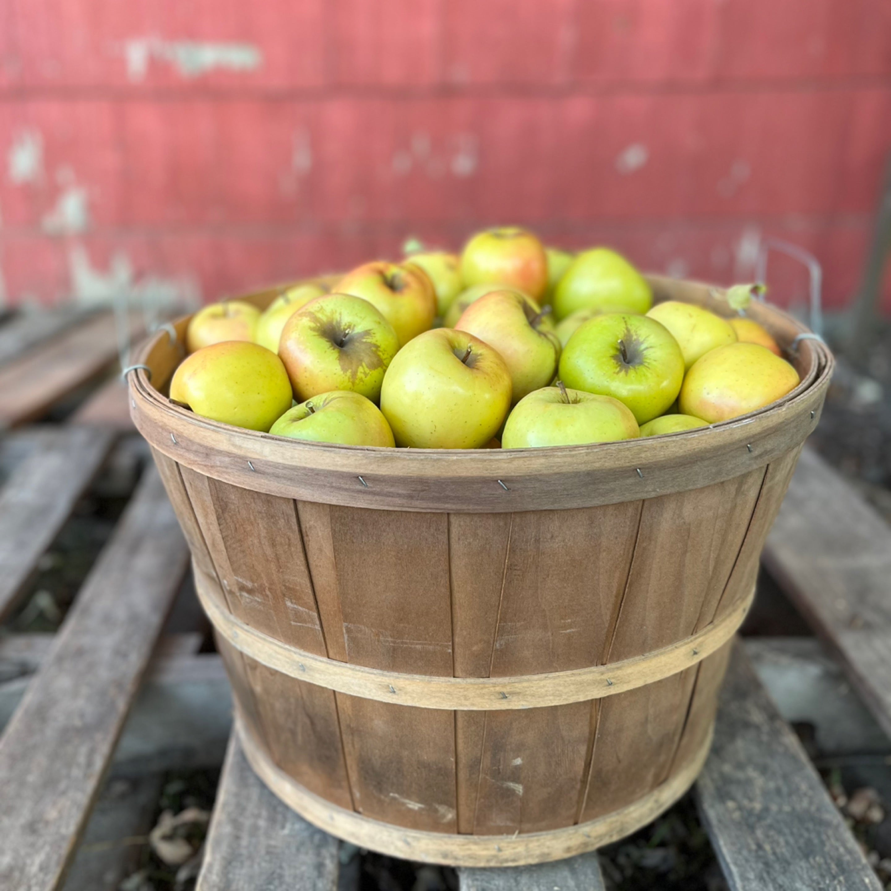 Bushel of Yellow Delicious Apples | Fleitz Pumpkin Farm