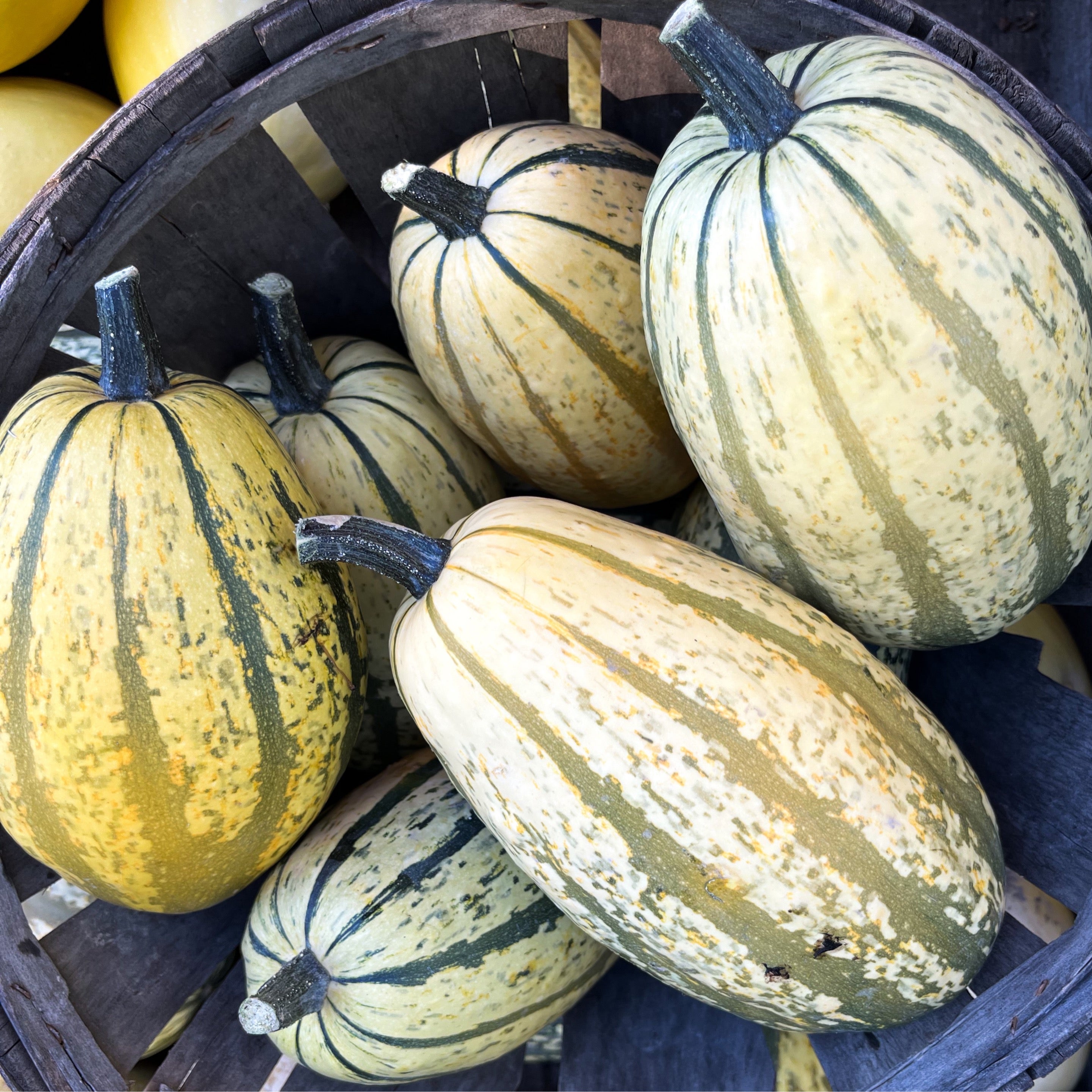 Stripetti Squash | Fleitz Pumpkin Farm