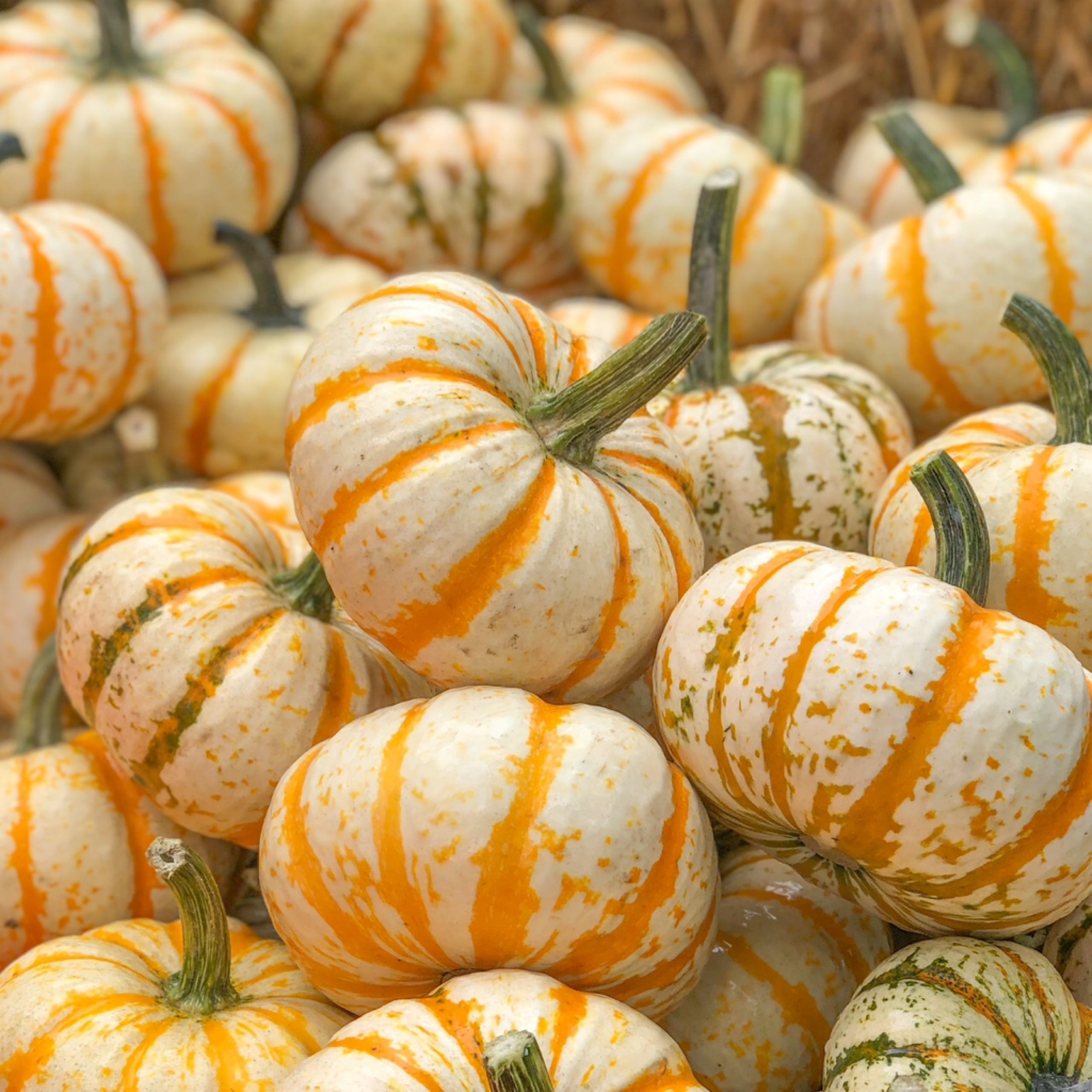 Small Orange/White Striped Pumpkins | Fleitz Pumpkin Farm